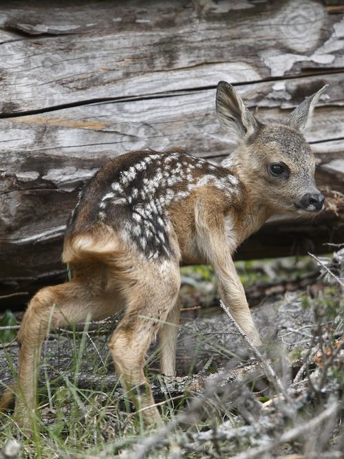 Poze haioase: Poveştile puilor de animale | Unica.ro