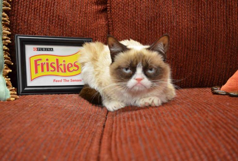 Grumpy Cat, pisica morocănoasă, i-a adus proprietarei o avere fabuloasă ...