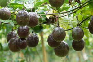 Fructul pasiunii - proprietăți și beneficii pentru sănătate. Cum se ...